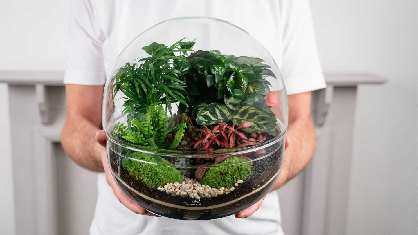 Plant Terrarium For Plants Rainforest Terrarium DIY Kit | Easy Care