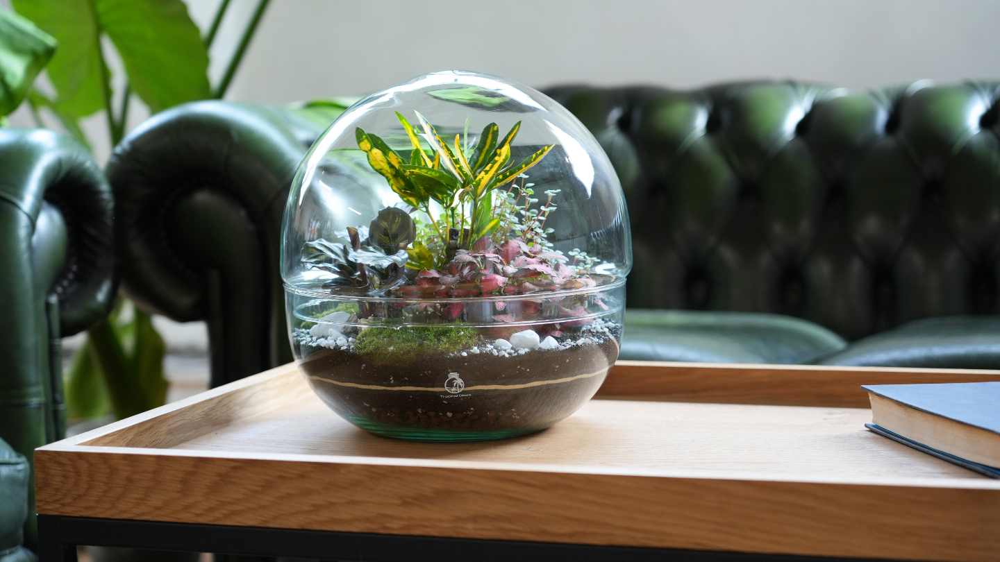 How to Prevent and Eliminate Mould in Terrarium - Tropical Glass