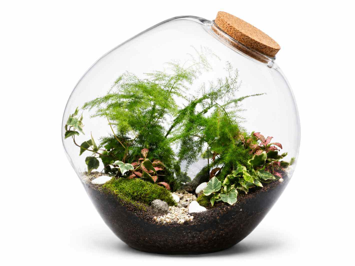 Large DIY Terrarium, Handmade Blob Sphere Glass Jar | Tropical Glass