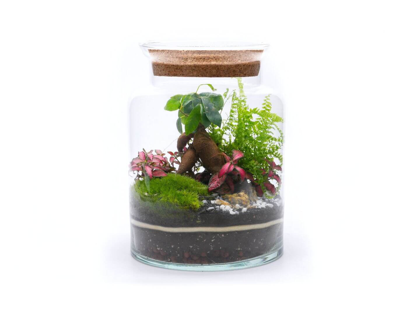 Light Up Terrarium Kit – DIY Bonsai, Fittonia & Fern | Tropical Glass