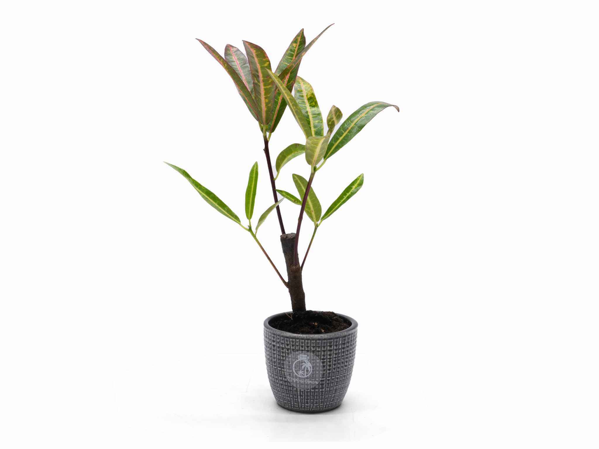 Codiaeum Excurrens - Baby Croton Plant - Tropical Glass