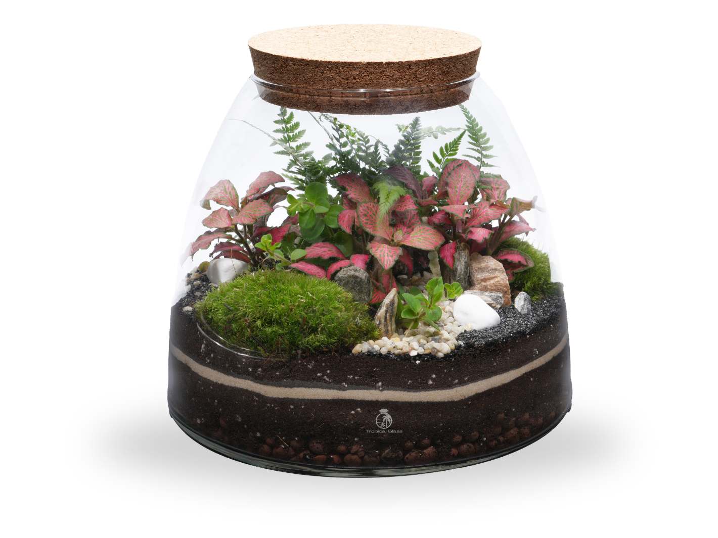 DIY Terrarium Kit with Live Plants and Moss - Tropical Glass