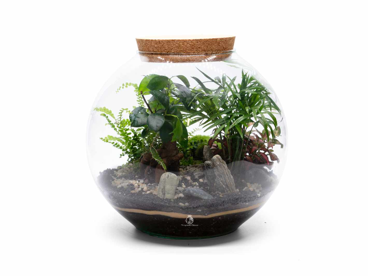 Large DIY Terrarium Kit with Bonsai - Globe | Tropical Glass