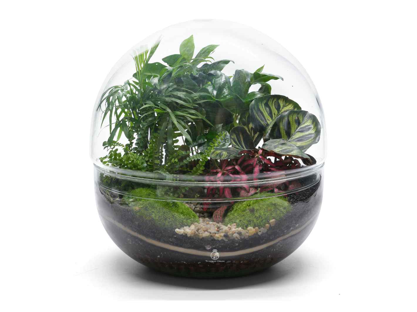 Orb Glass Terrarium with 5 Plants & Moss - Tropical Glass