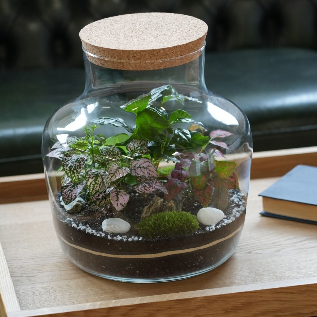 Large Closed Terrarium Kit with Coffee Plant H: 30 cm | 'Luxor ...