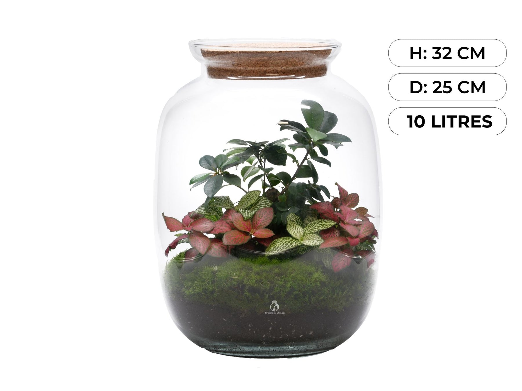 Ready-made terrarium 'Geneva' - UK Delivery - Tropical Glass