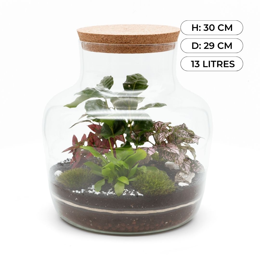 Large Closed Terrarium Kit with Coffee Plant H: 30 cm | 'Luxor ...