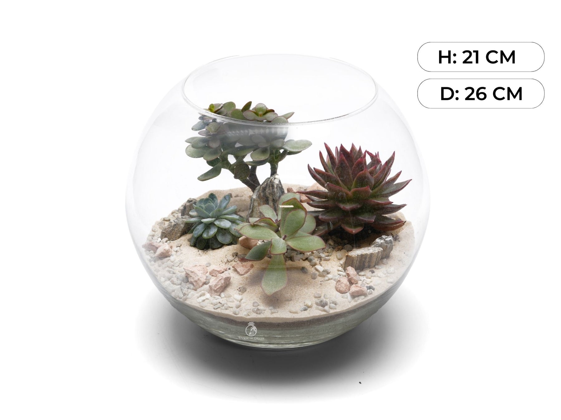 Desert DIY Terrarium Kit with Succulents or Cacti | 'Texas' – Tropical ...