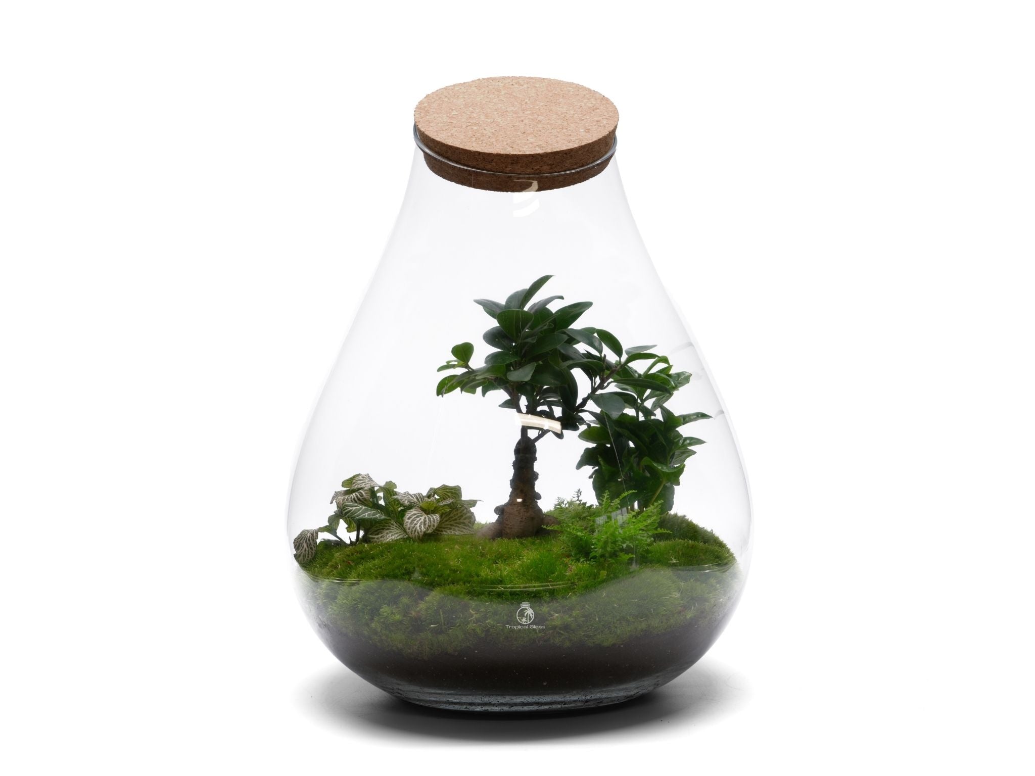 Bonsai Pre-assembled Terrarium - UK Delivery - Tropical Glass