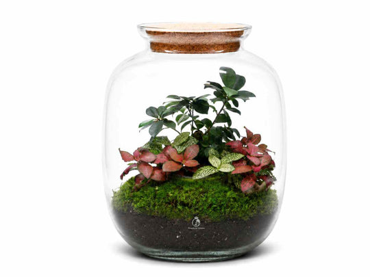Buy Ready-Made Planted Terrariums Online UK Delivery - Tropical Glass