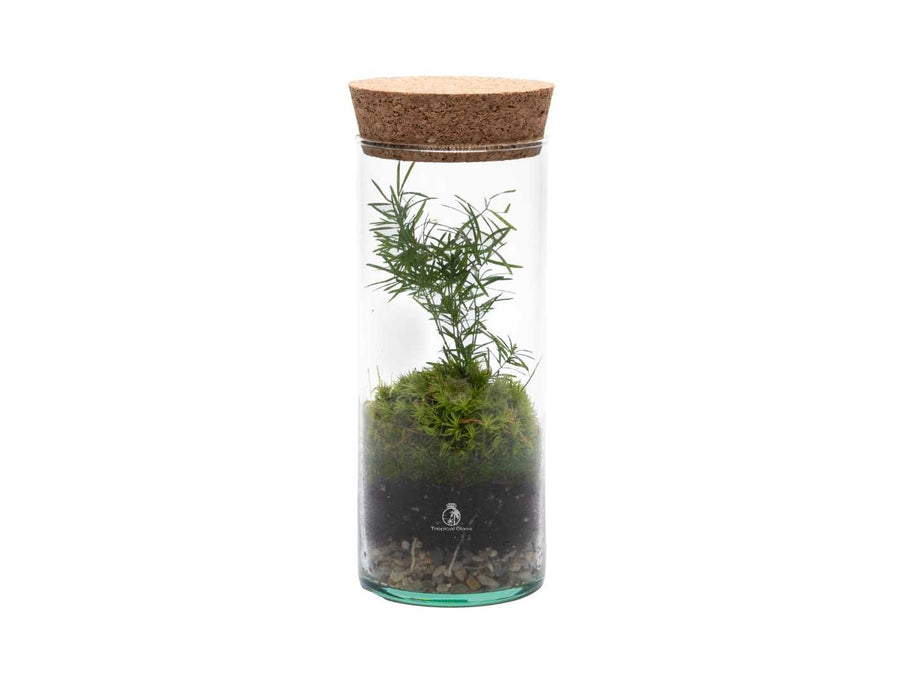 Buy Ready-Made Planted Terrariums Online UK Delivery - Tropical Glass