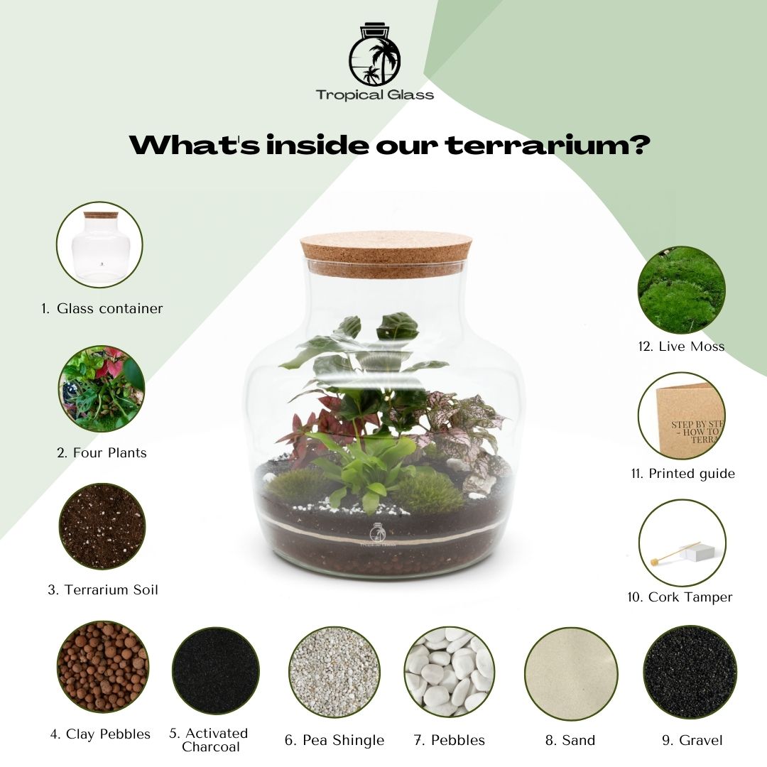Large Closed Terrarium Kit with Coffee Plant H: 30 cm | 'Luxor ...