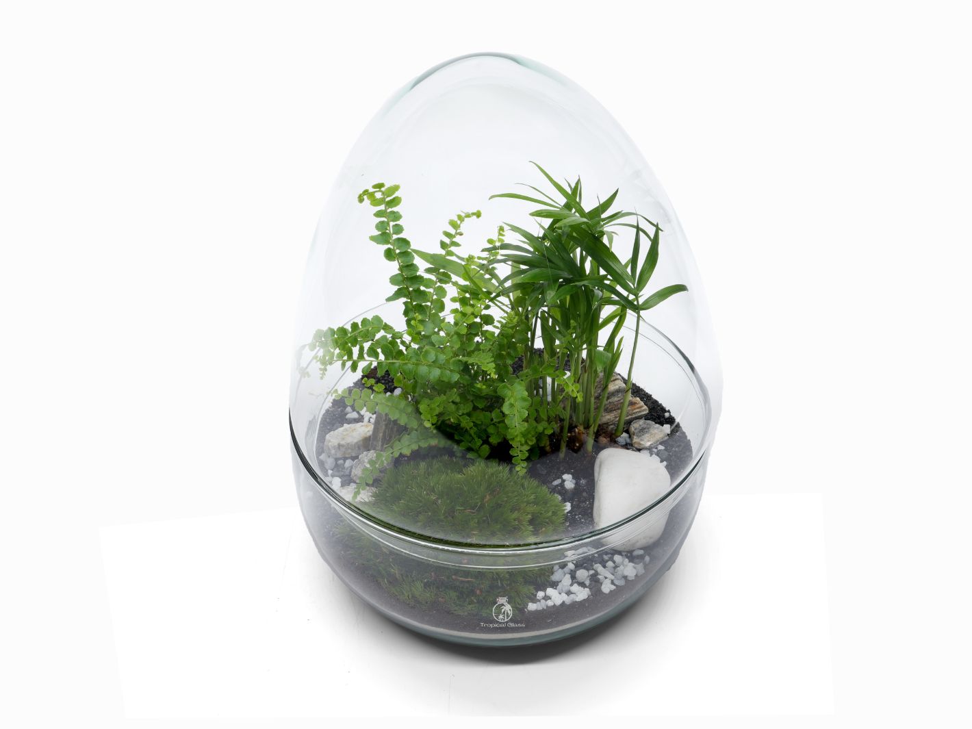 Tropical Egg-shaped DIY Terrarium Kit H: 26 cm | 'Praslin' – Tropical Glass
