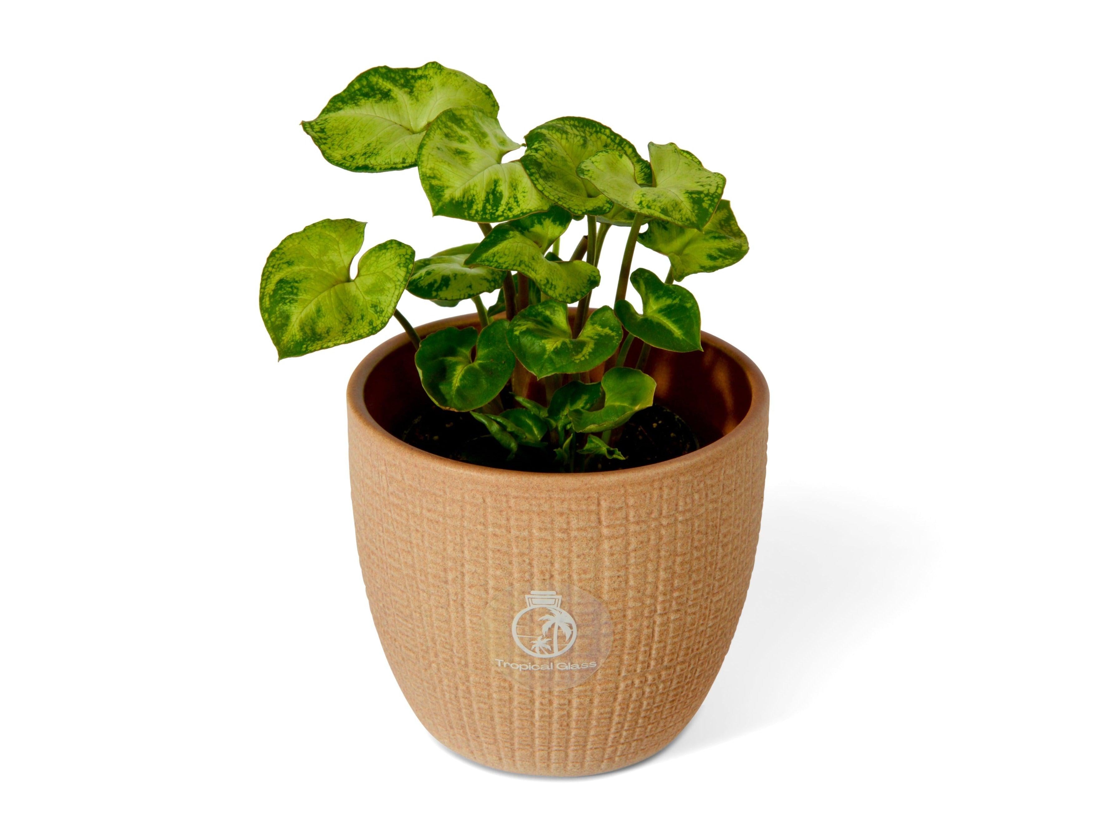 Syngonium Podophyllum 'Pixie' – Tropical Glass