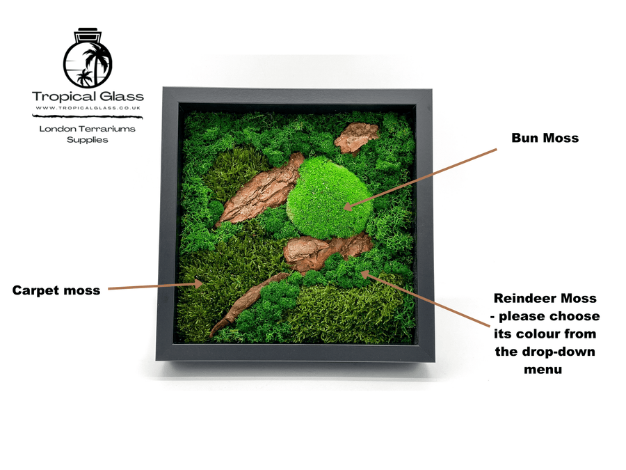 Large Moss Frame Wall Art UK - Tropical Glass