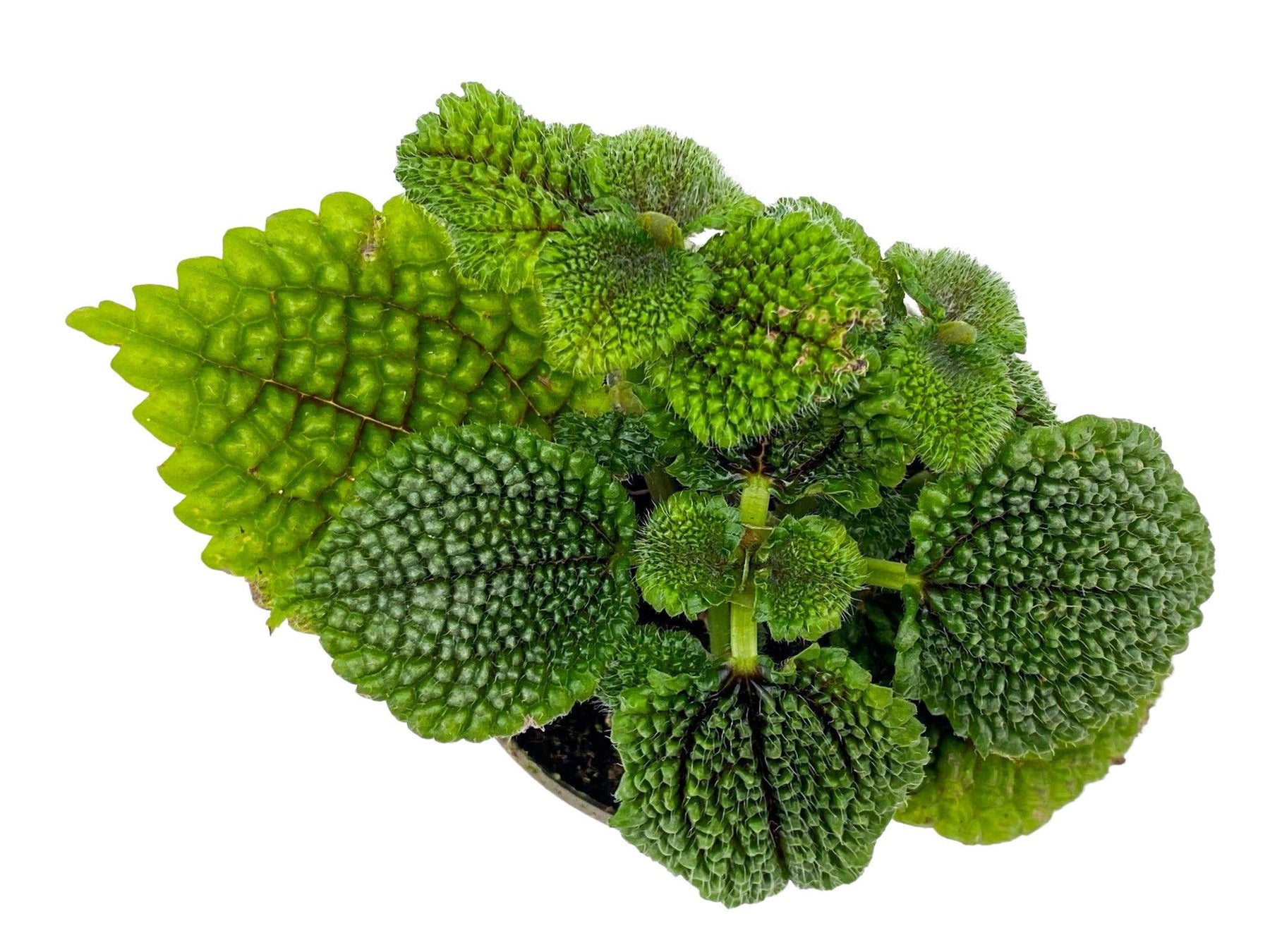 Pilea Plant | Pilea Moon Valley – Tropical Glass