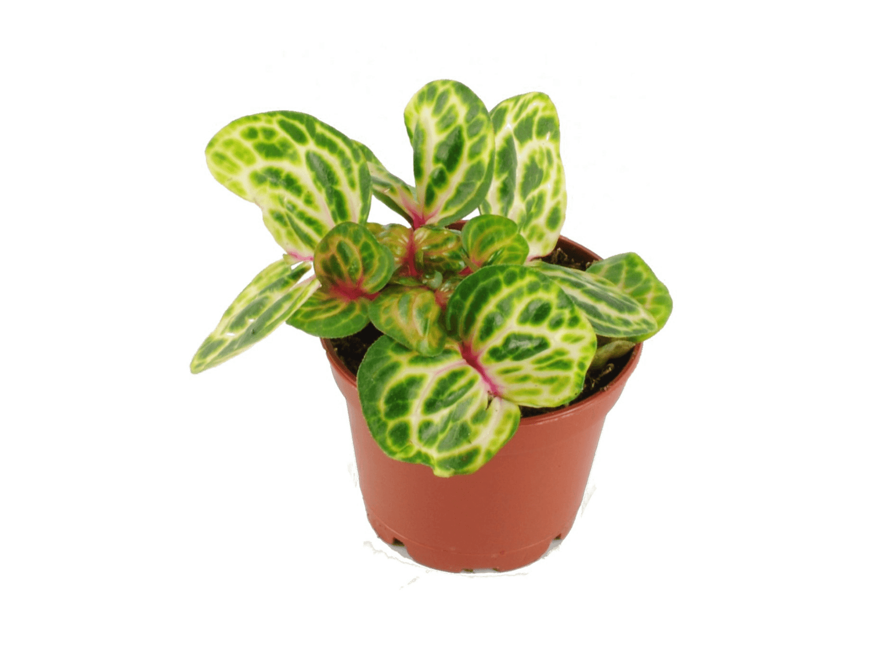 Iresine Herbstii | Blazing Lime Bloodleaf – Tropical Glass