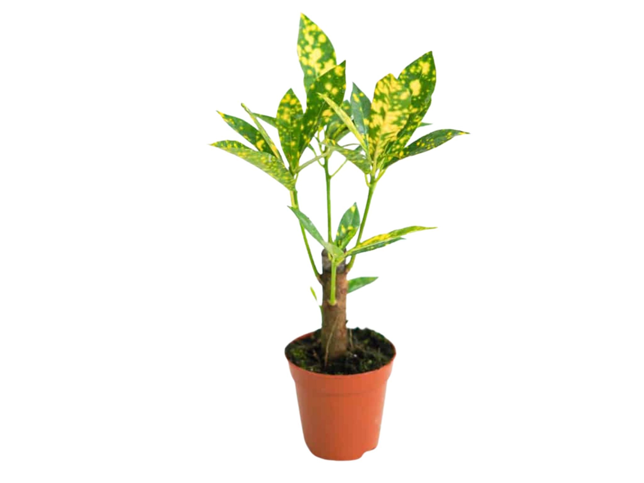 Codiaeum aucubaefolia | Baby Croton | 5.5 cm pot – Tropical Glass