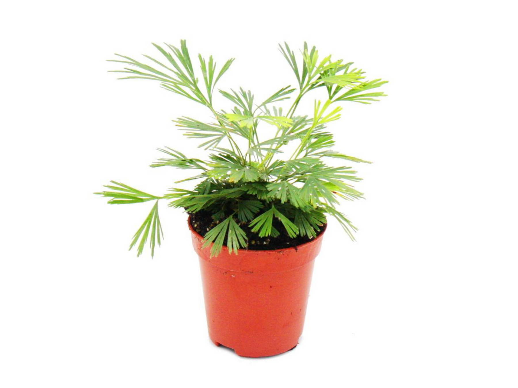 Actiniopteris Australis | Eyelash Fern | 5.5 cm pot – Tropical Glass